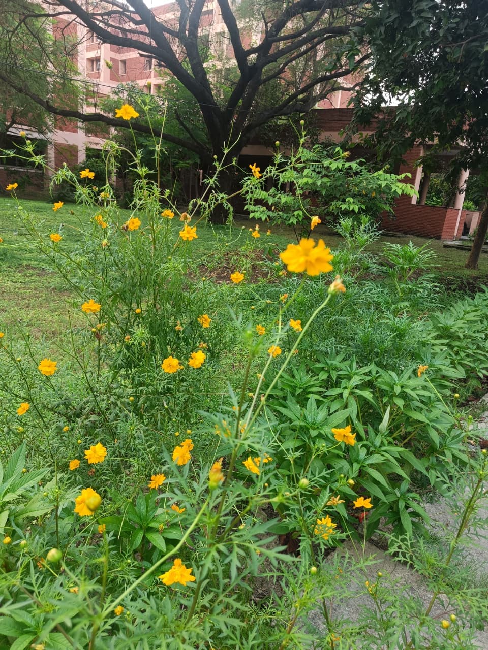 Hall XII - IIT Kanpur